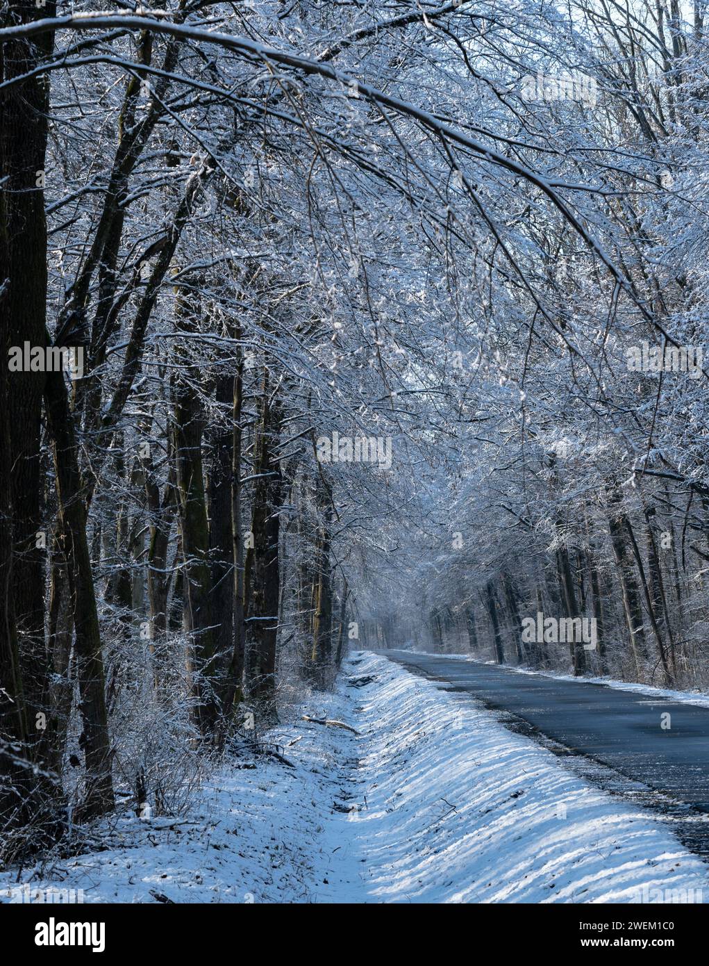 A snow-covered road in a wooded area with trees Stock Photo - Alamy