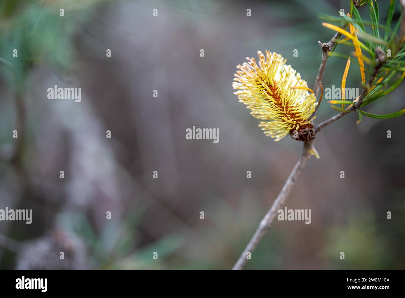 australian native yellow flowers in the bush in spring Stock Photo - Alamy
