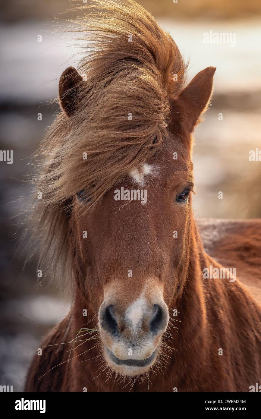 Icelandic horse. Beautiful horse in cold environment in natural habitat ...