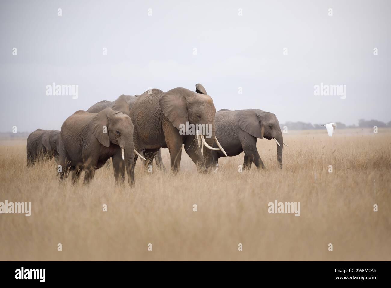 Walking elephants. Amboseli National Park. African elephants Stock ...
