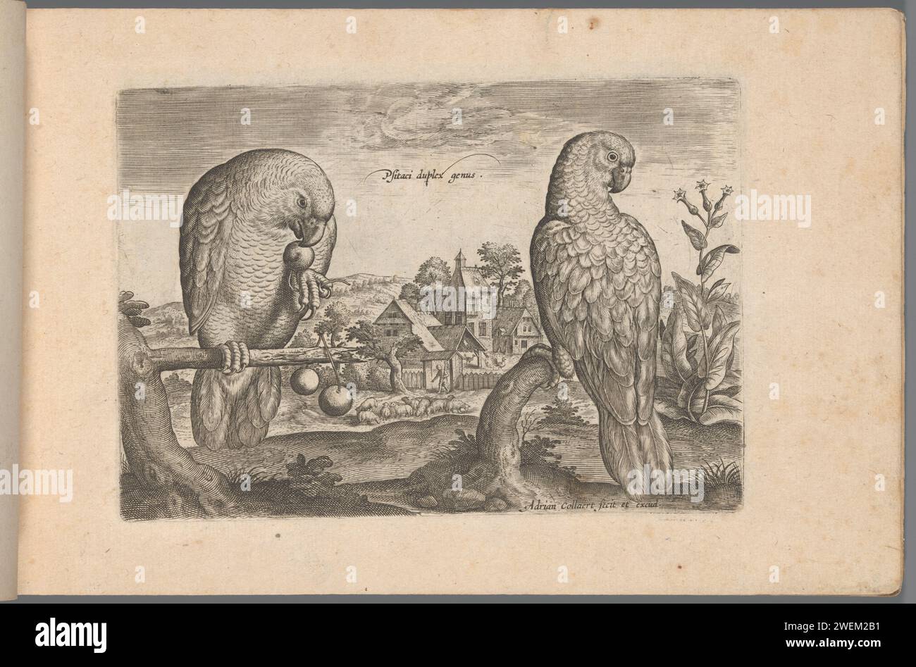 Two parrots in a landscape, Adriaen Collaert, 1570 - 1600 print Two ...