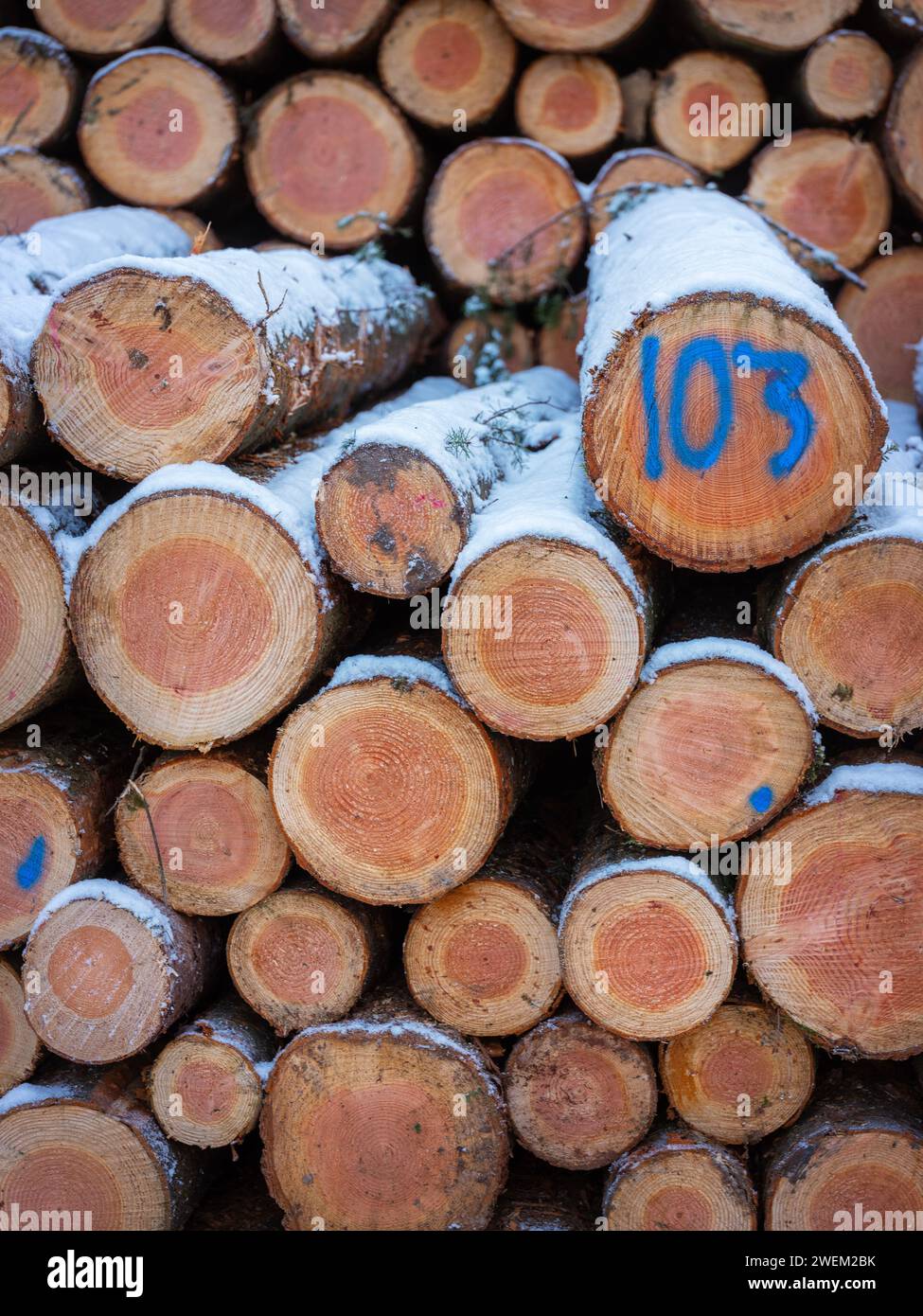 logs of spruce wood in winter forest Stock Photo - Alamy