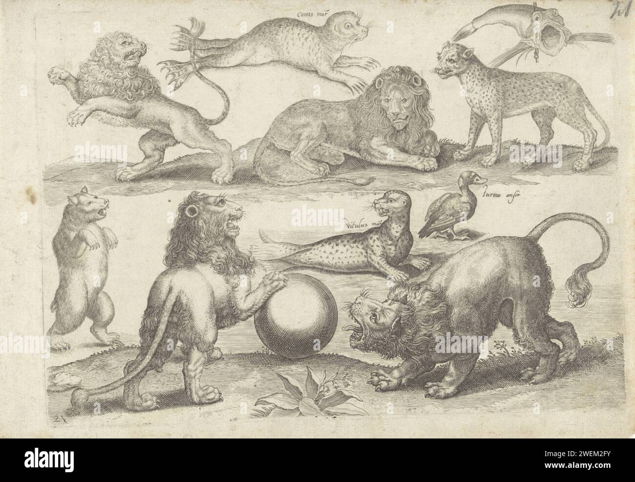 Study sheet with drawing examples: various animals, 1610 - 1672 print ...