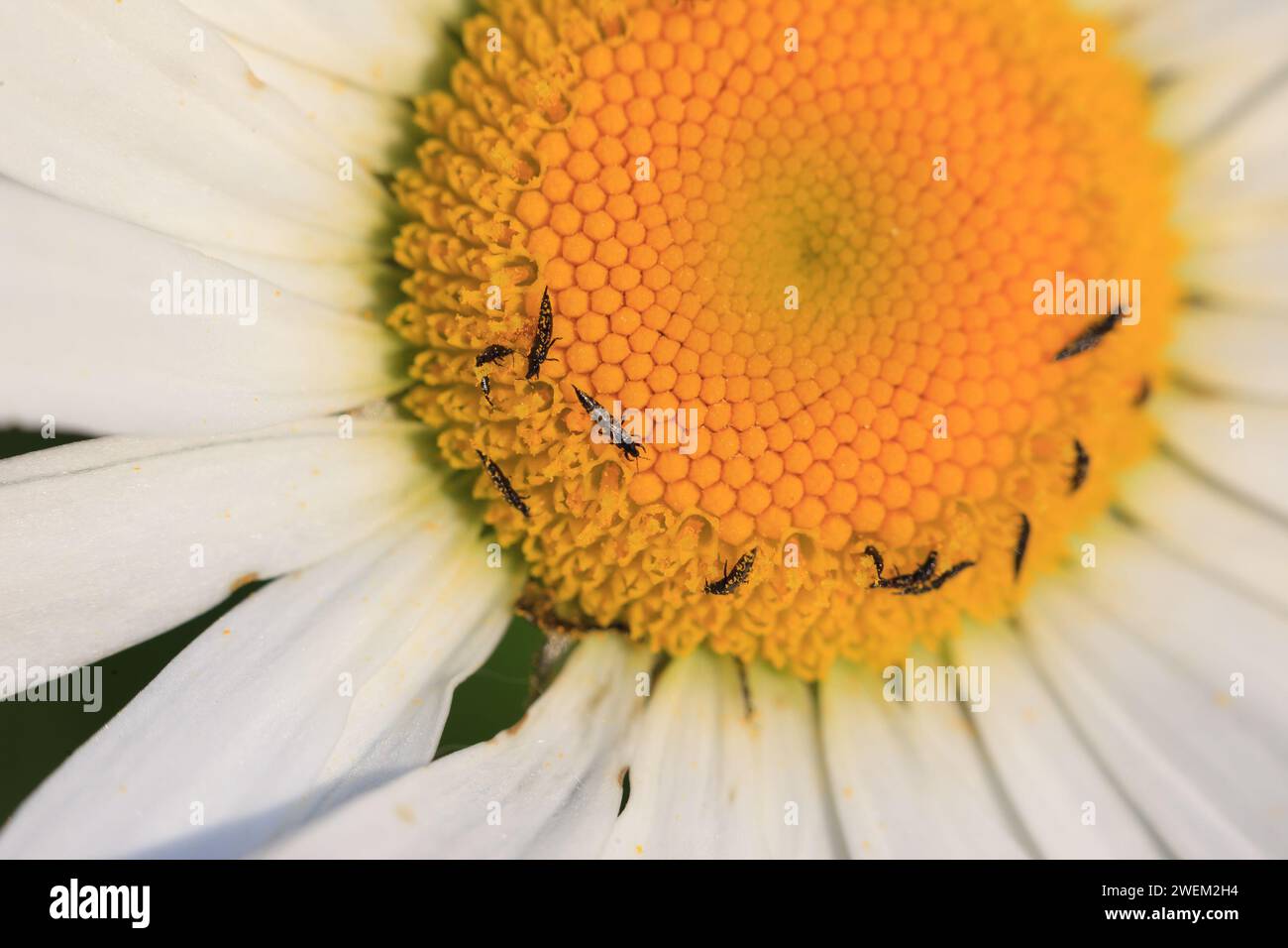 Daisy flower insect hi-res stock photography and images - Alamy