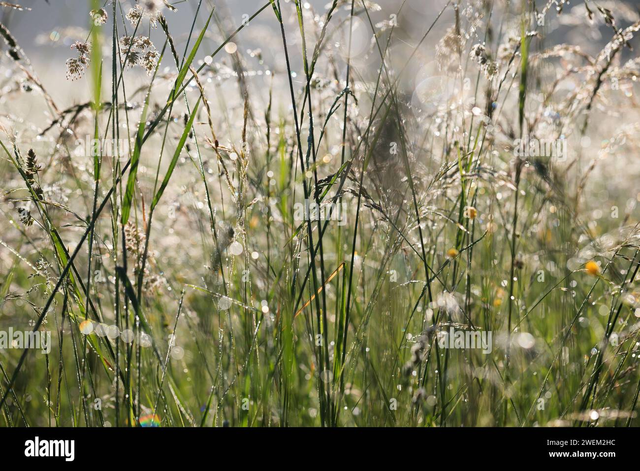 Morning Ground Level View of Wet meadow Stock Photo - Alamy