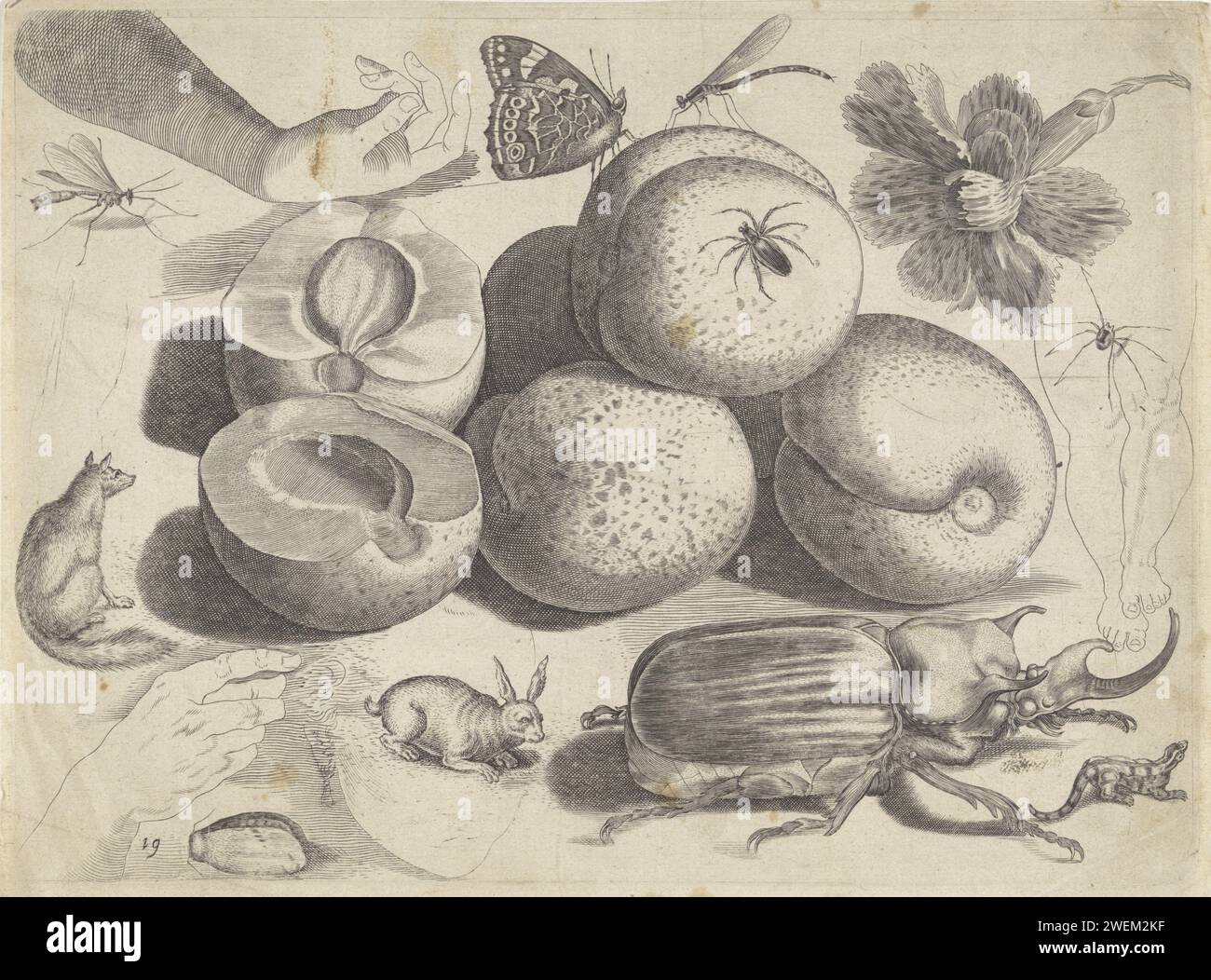 Study sheet with drawing examples: fruits, animals, insects and hands ...