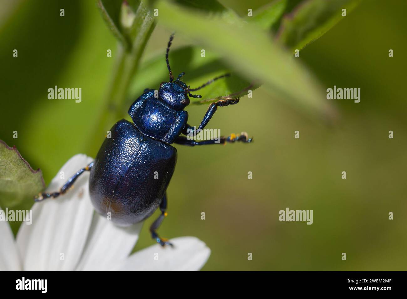 Shiny blue beetle hi-res stock photography and images - Alamy