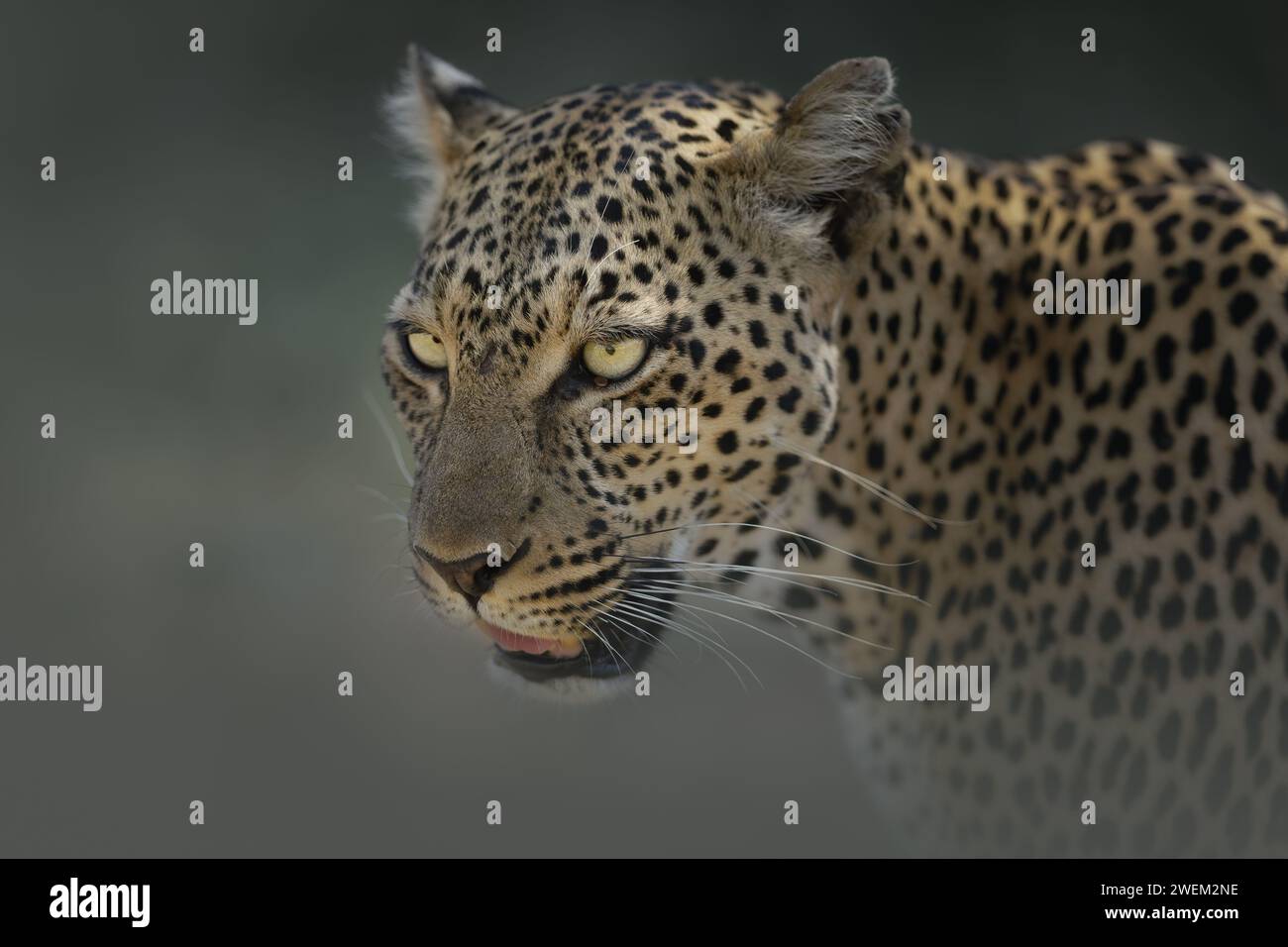 Leopard portrait photography hi-res stock photography and images - Alamy