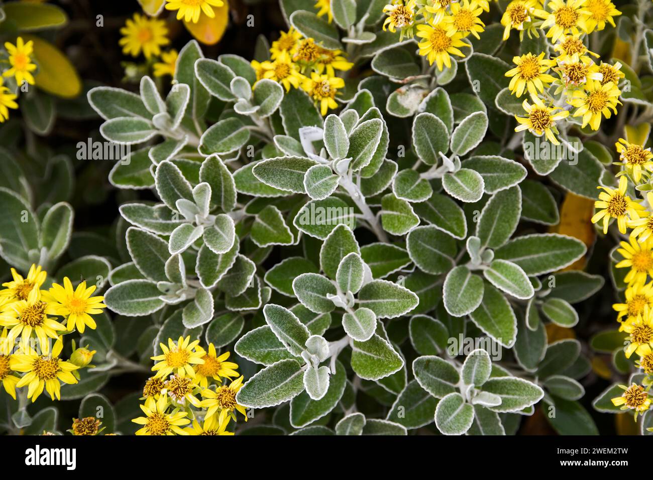 Brachyglottis hi-res stock photography and images - Alamy