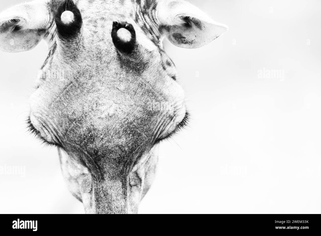 Closeup black white african hi-res stock photography and images - Alamy