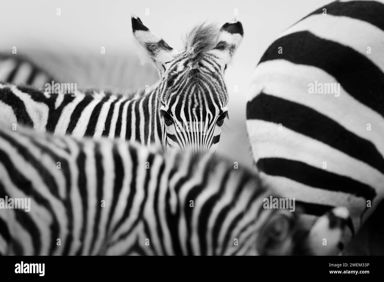 Zebra close up, Kenya safari, Portrait, Amboseli national park, Art ...