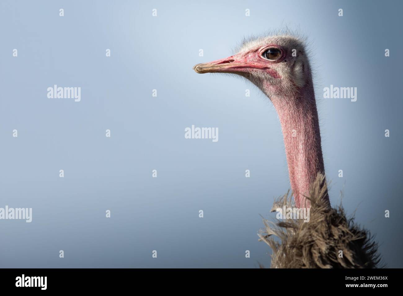 Common ostrich, Struthio camelus, big bird feeding green grass in ...