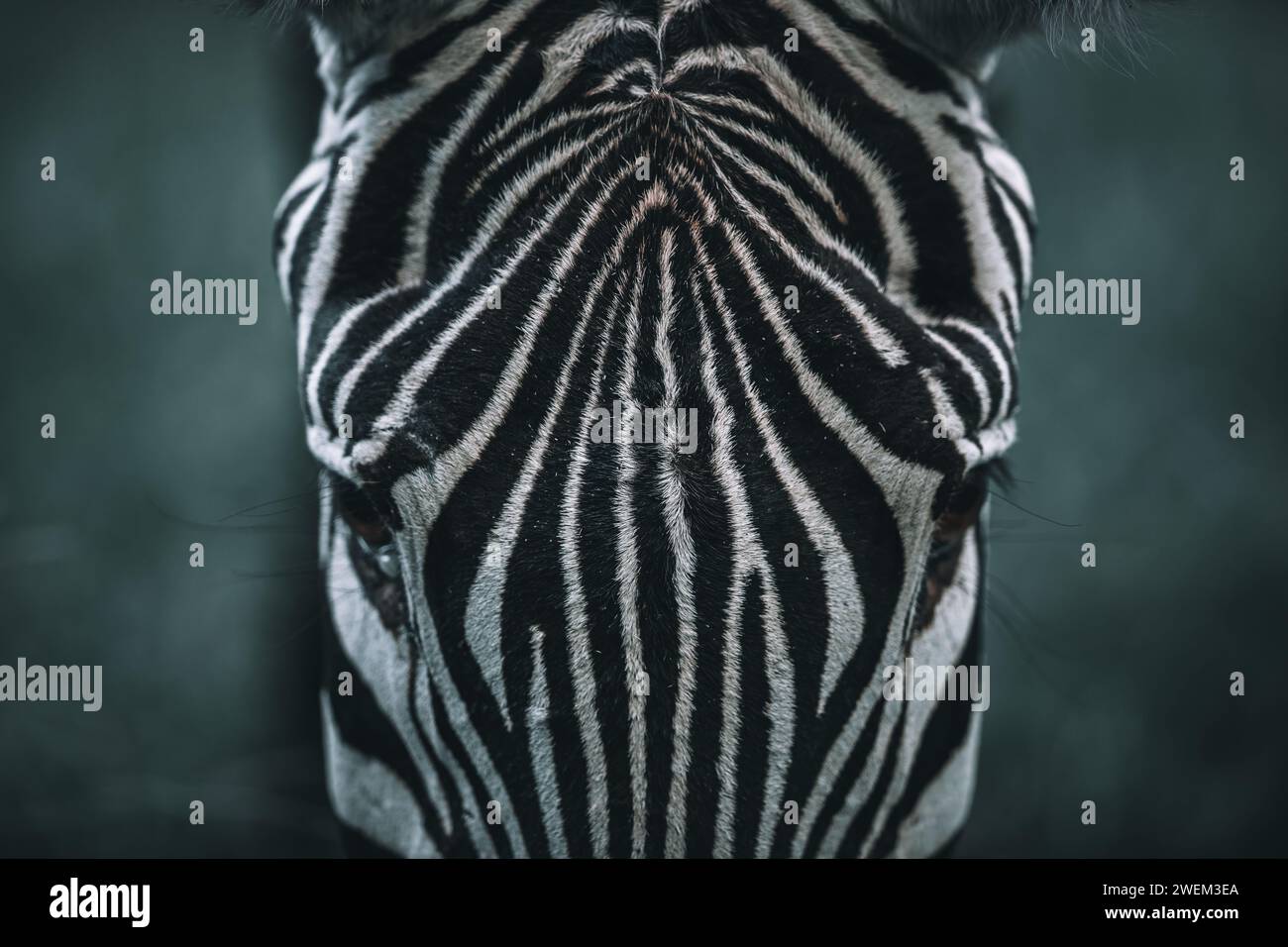 Zebra close up, Kenya safari, Portrait, Amboseli national park, Art ...