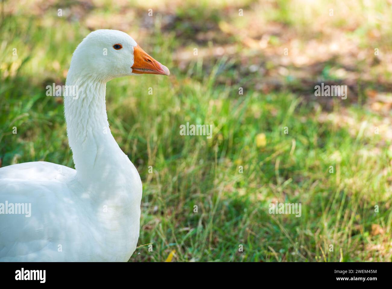 Negative space animals hi-res stock photography and images - Alamy
