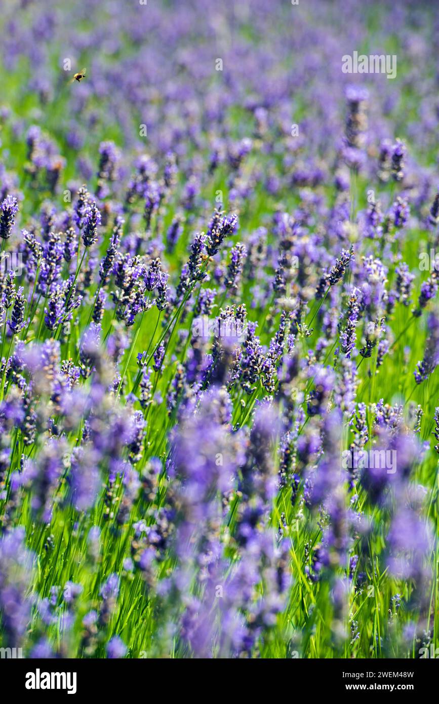 Lavender Field Full Frame Stock Photo - Alamy
