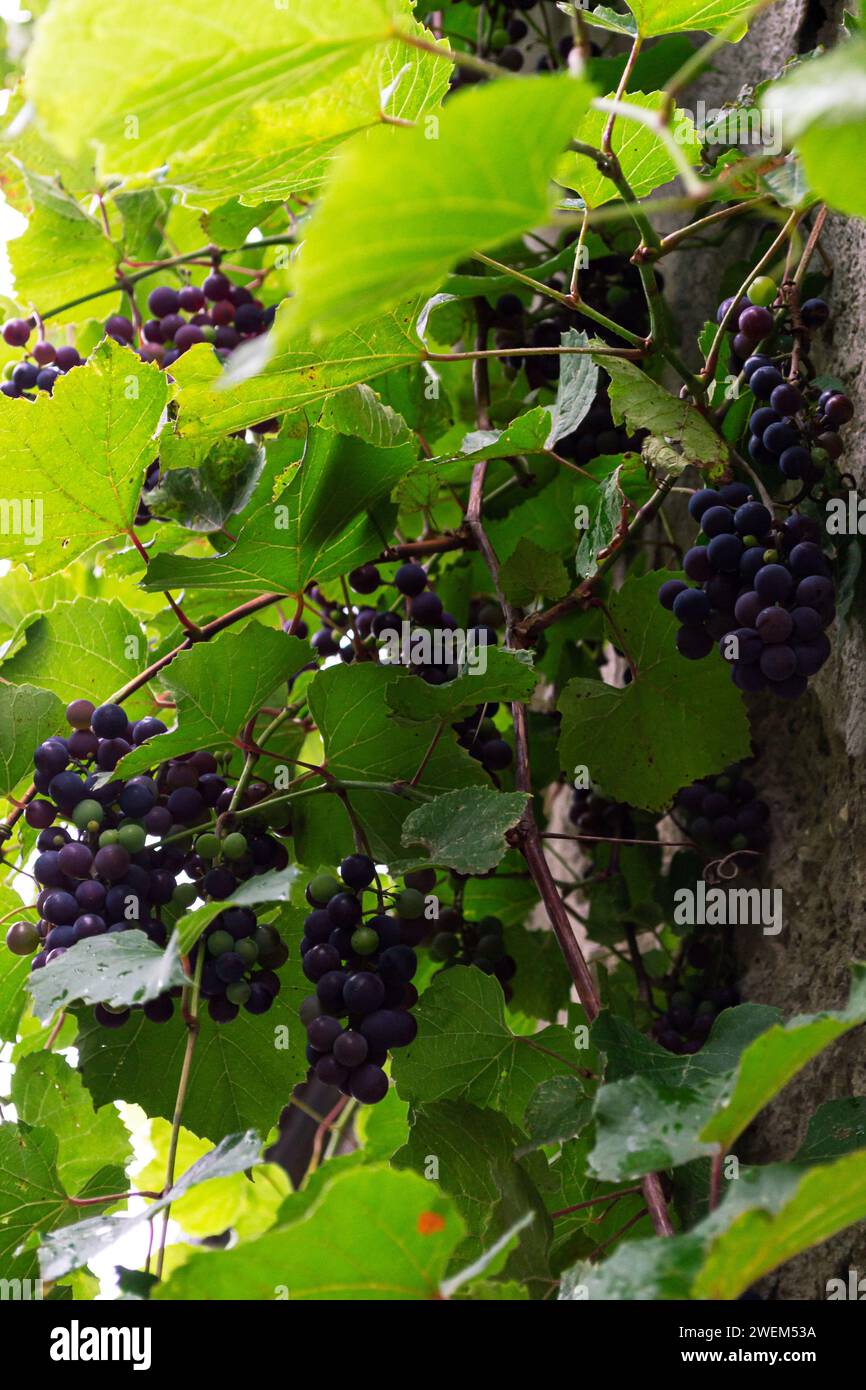 Vitamin wine hi-res stock photography and images - Alamy