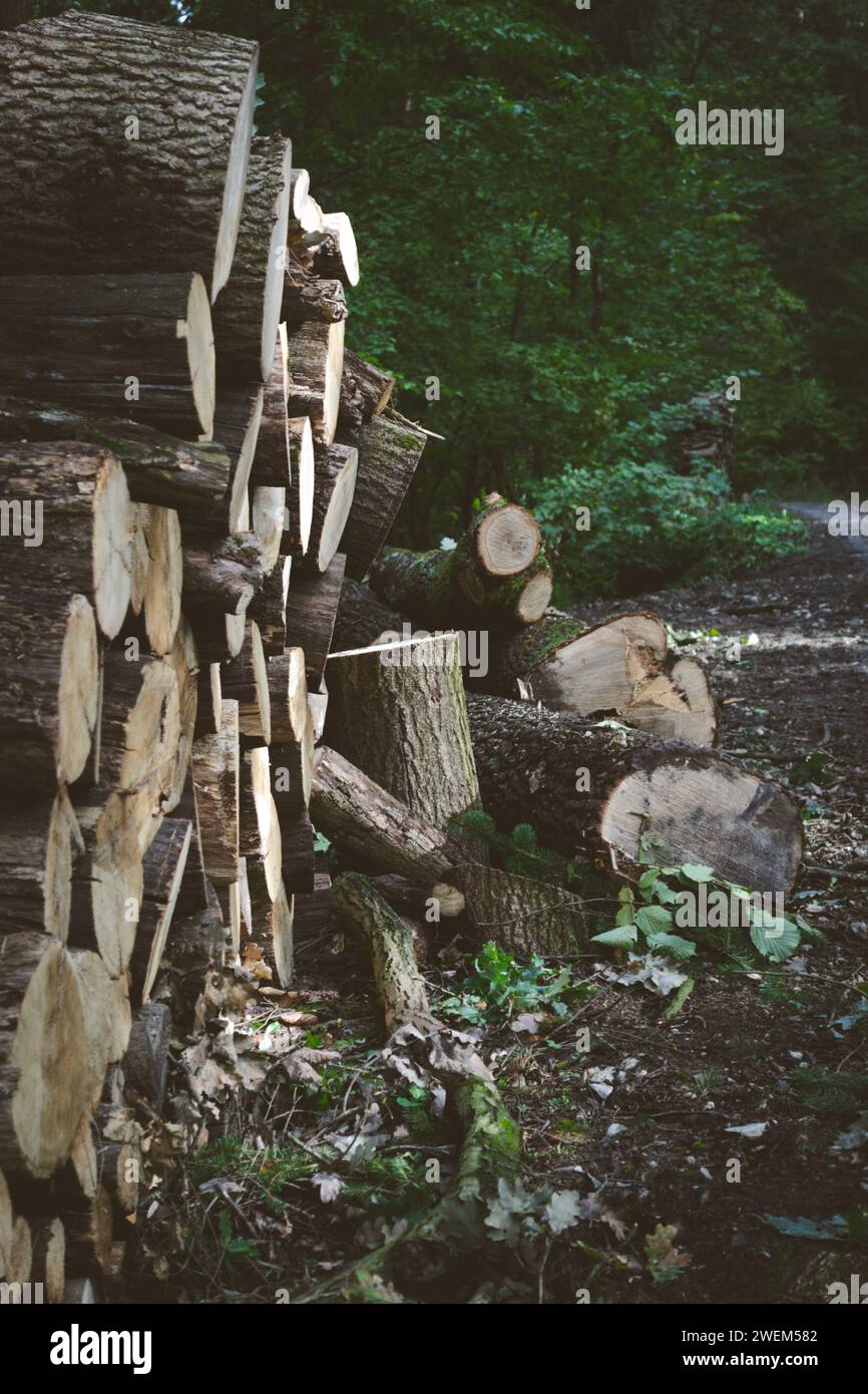 Sawn trees from forest hi-res stock photography and images - Alamy