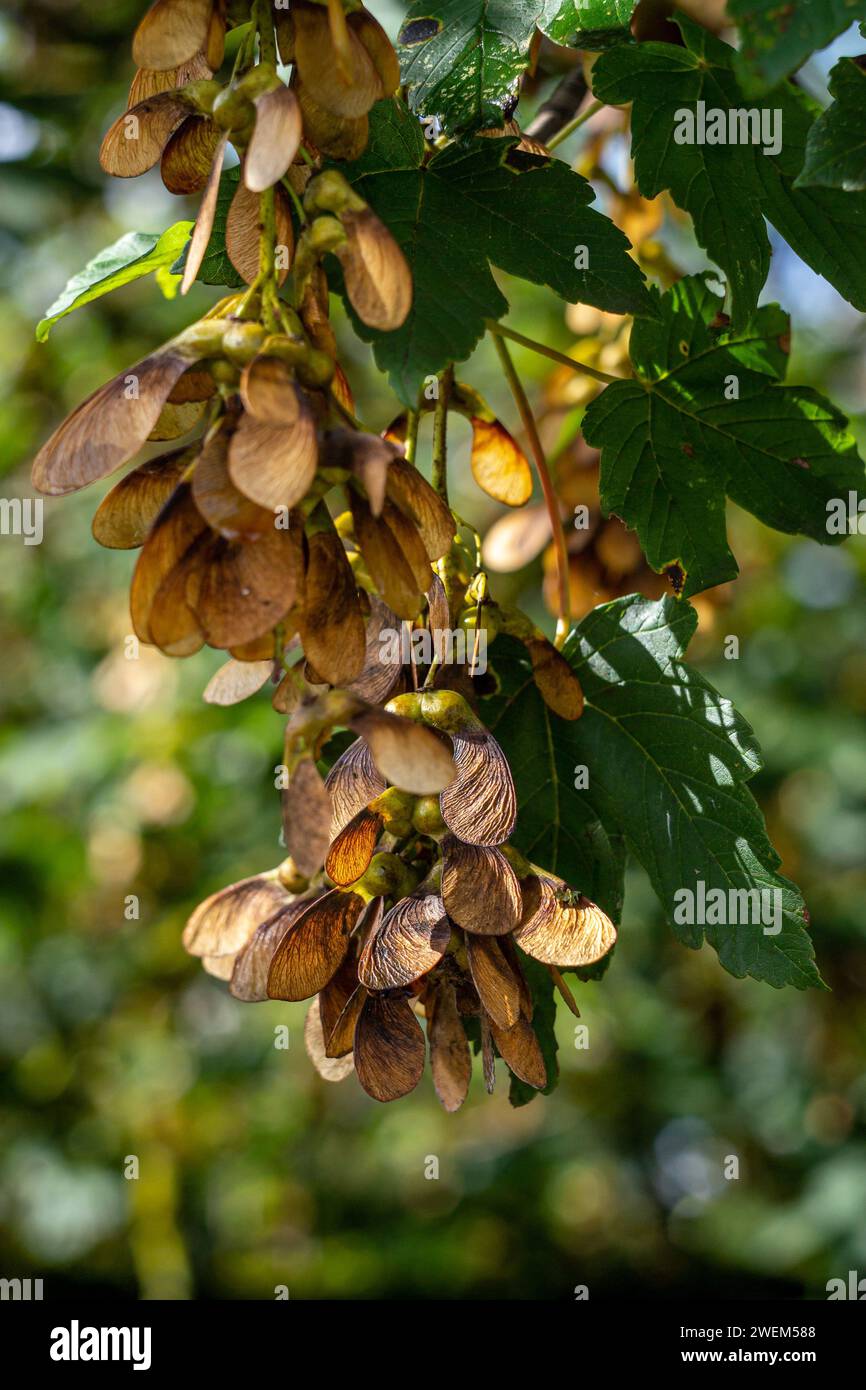bunches of maple seeds on a tree branch against a blurred background ...