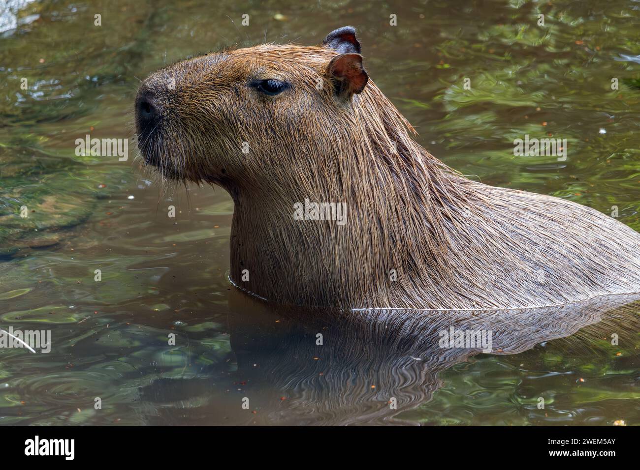 Capybara in water Stock Photo - Alamy