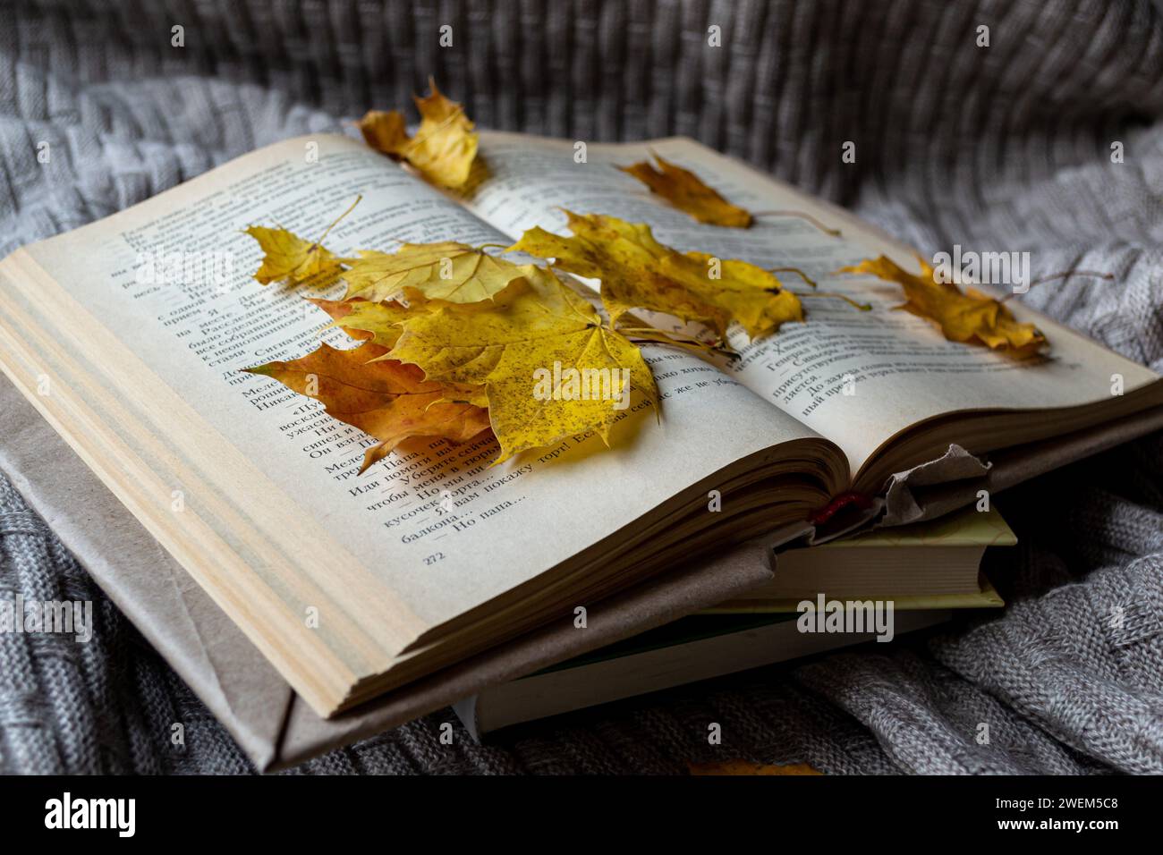 Blank maple leaves hi-res stock photography and images - Alamy