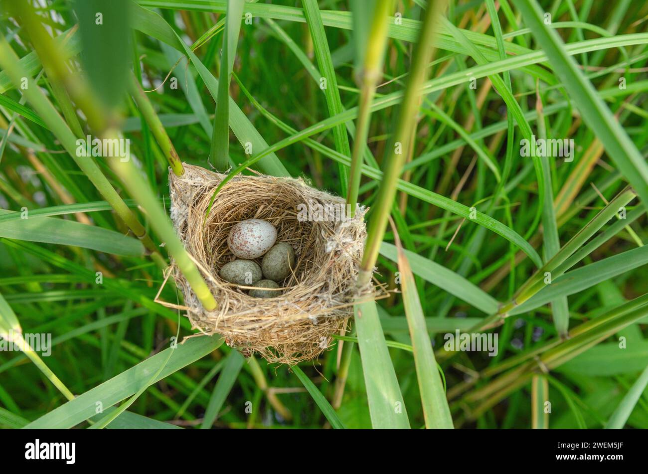 Nest of Common Reed Warbler (Acrocephalus scirpaceus) with an egg of ...