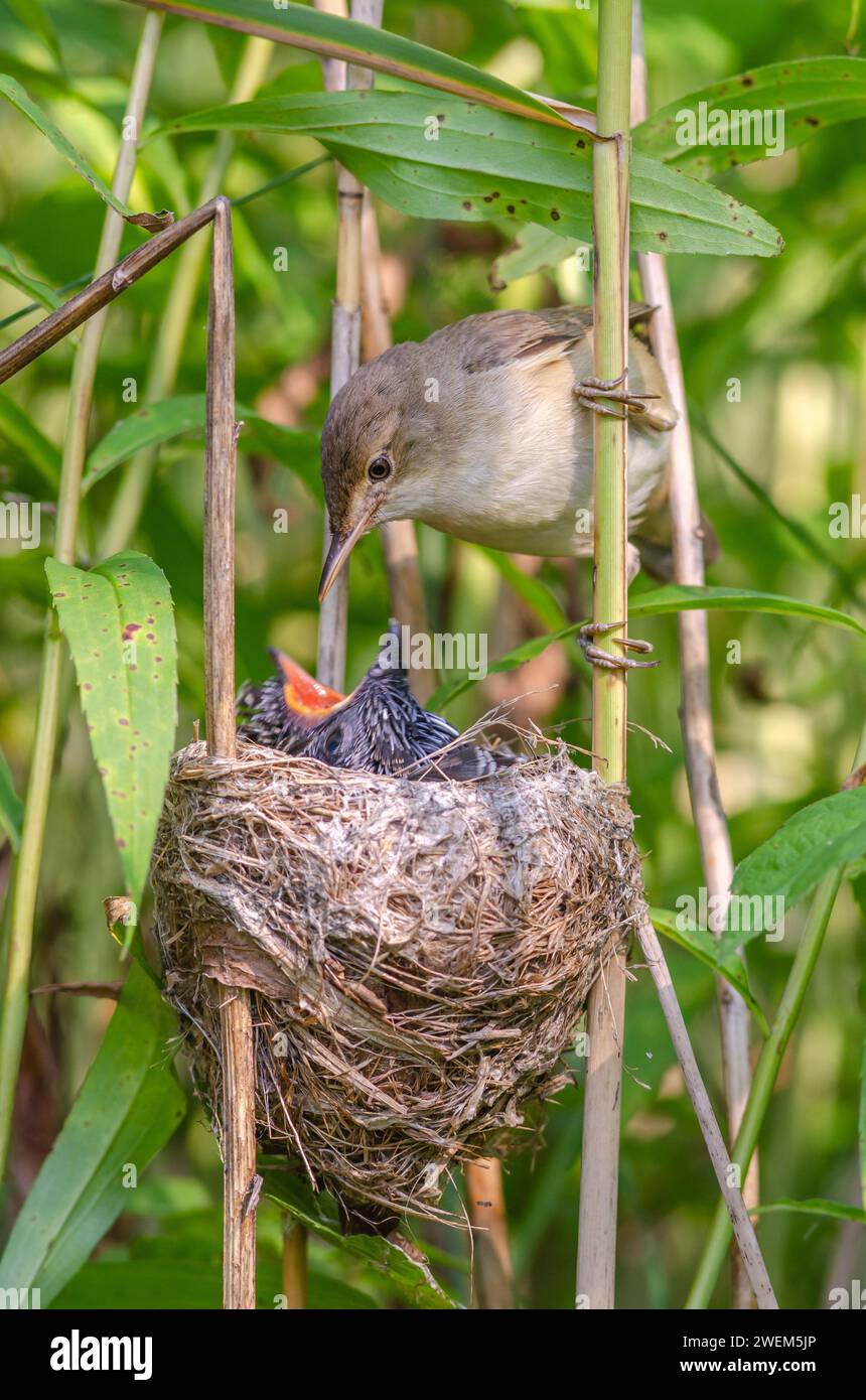 Reed nesting habitat hi-res stock photography and images - Alamy