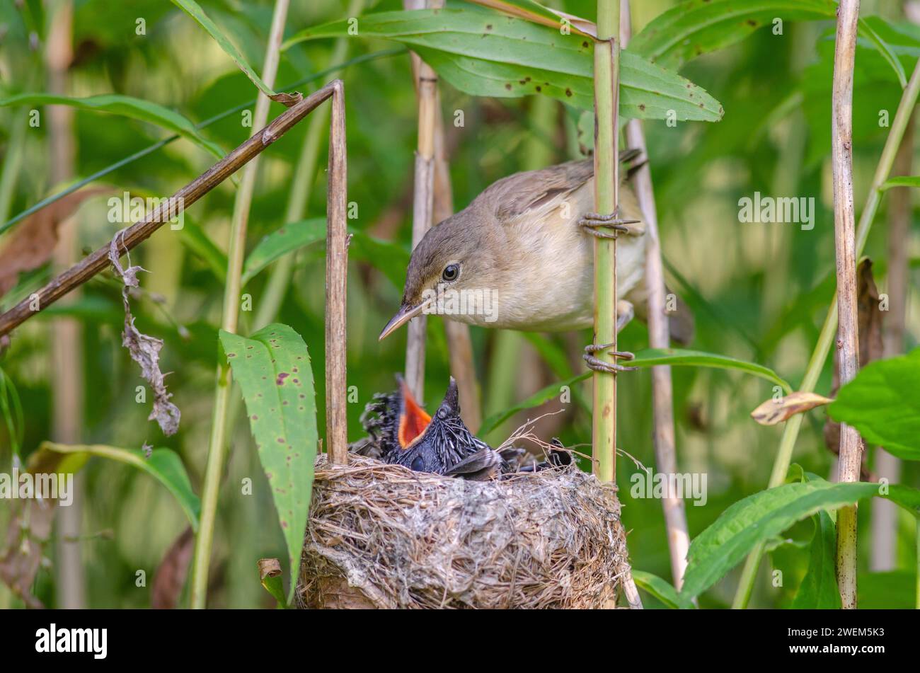 Common Reed Warbler (Acrocephalus scirpaceus) feeding a young Common ...
