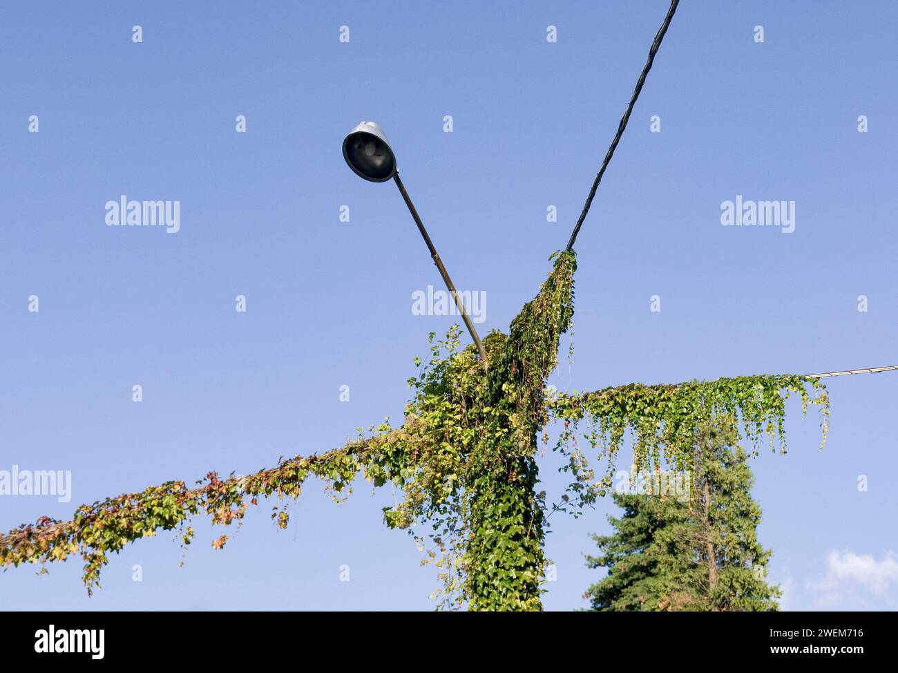 Lamp post covered with climbing Ivy (Hedera helix Stock Photo - Alamy