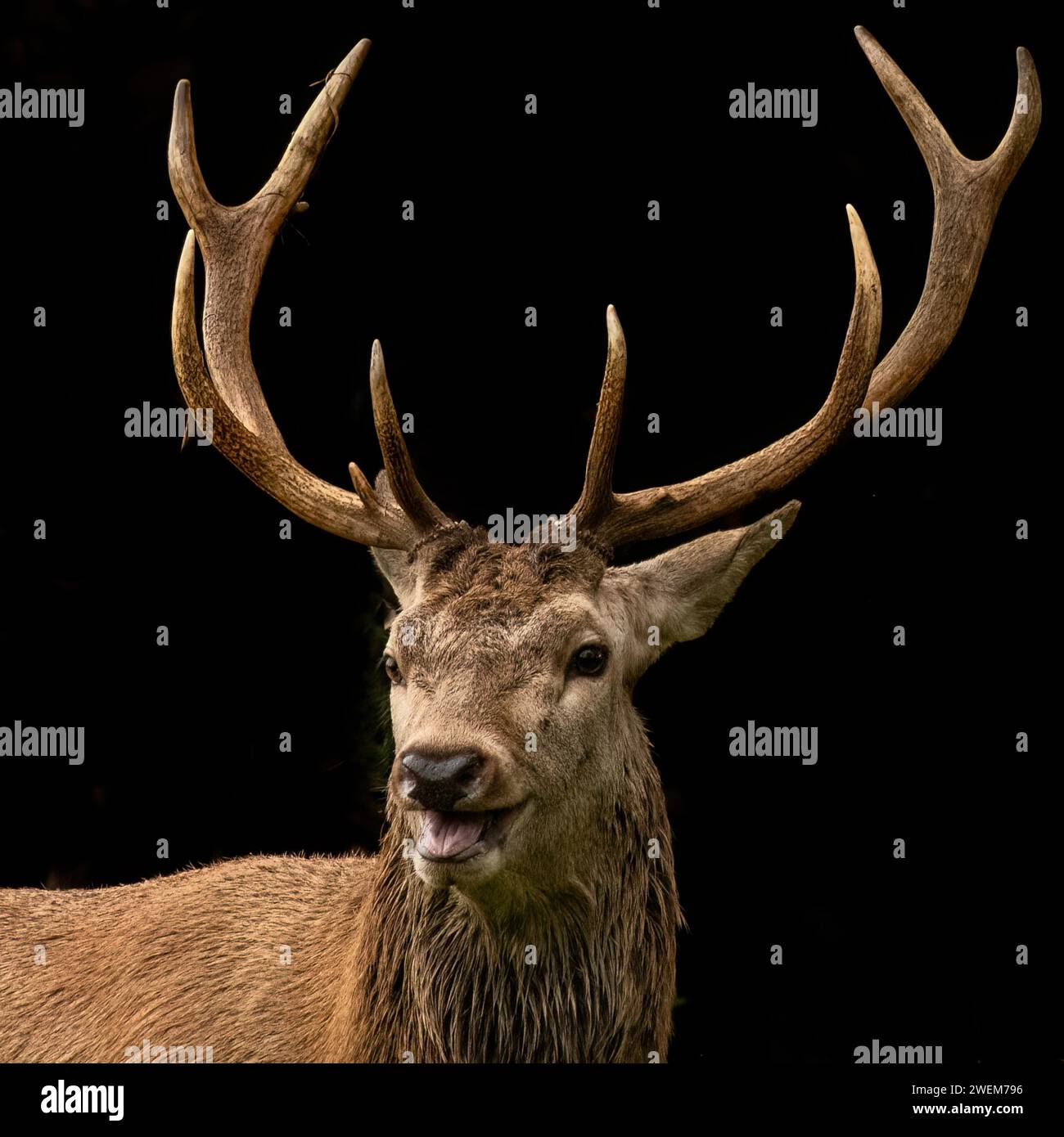 Happy Stag UK HILARIOUS IMAGES show a majestic red deer stag blowing a ...