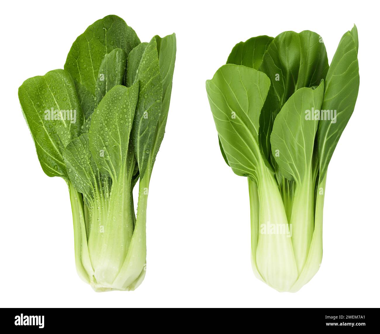 Fresh pak choi cabbage isolated on white background with full depth of ...