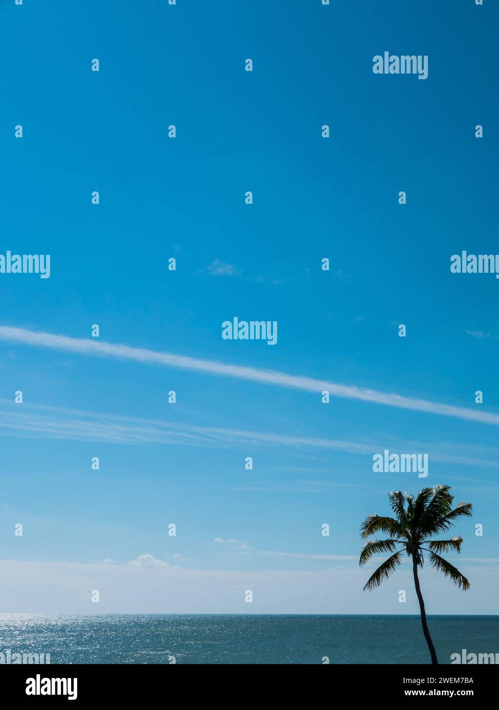 Palm Tree, Ocean and Blue Sky Stock Photo - Alamy