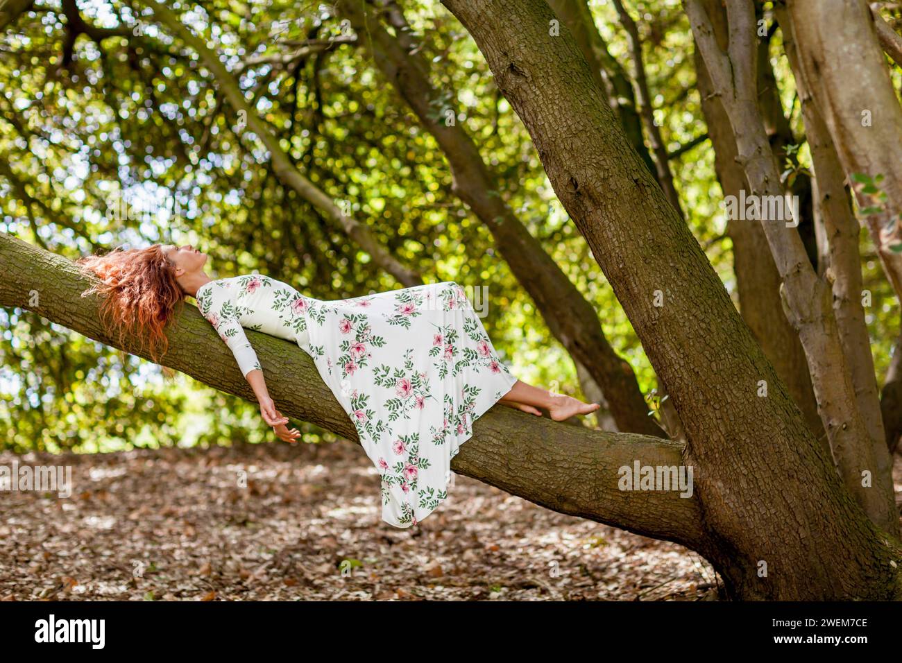 Reclined tree hi-res stock photography and images - Alamy