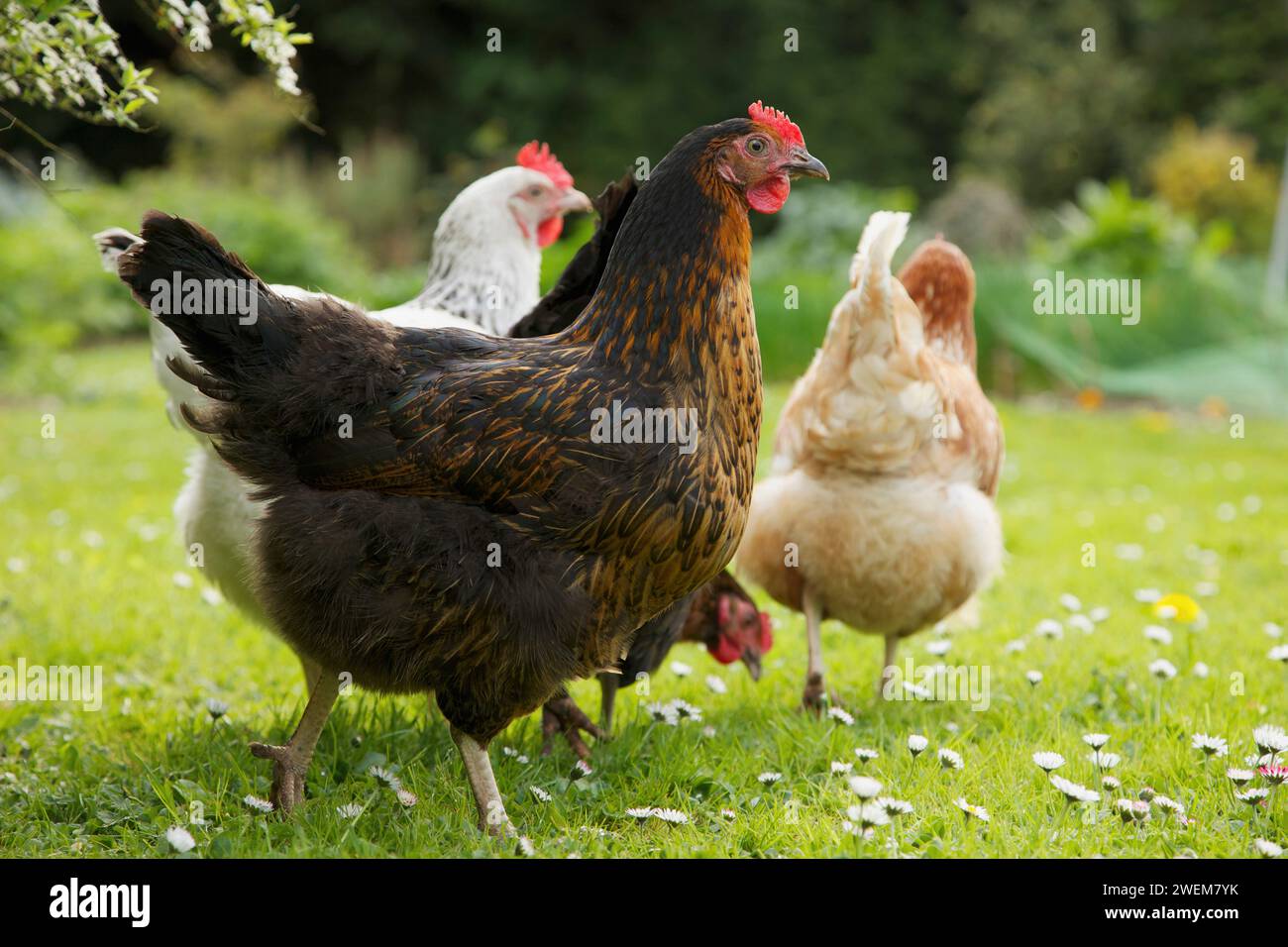 See chickens roaming hi-res stock photography and images - Alamy