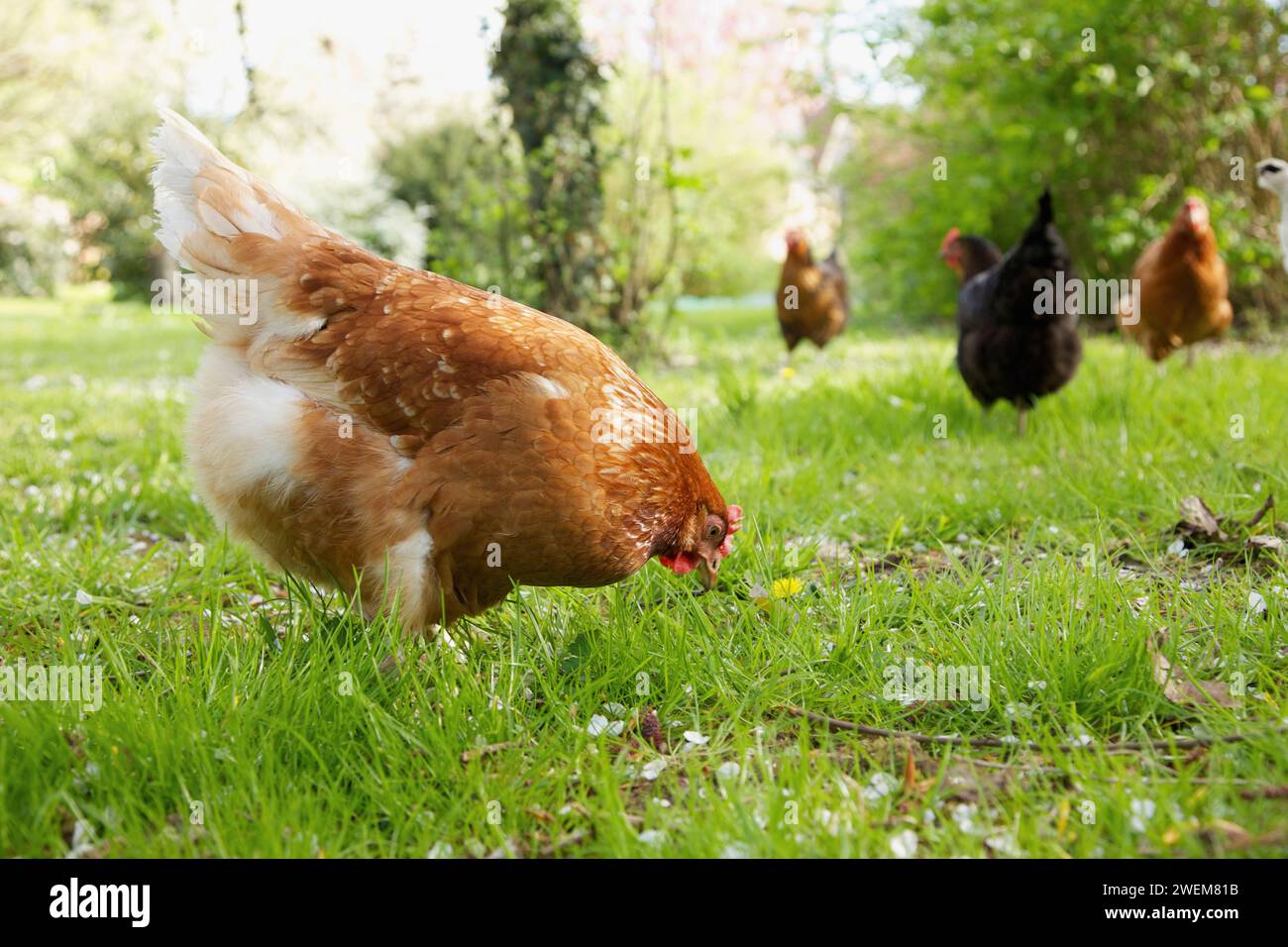 See chickens roaming hi-res stock photography and images - Alamy