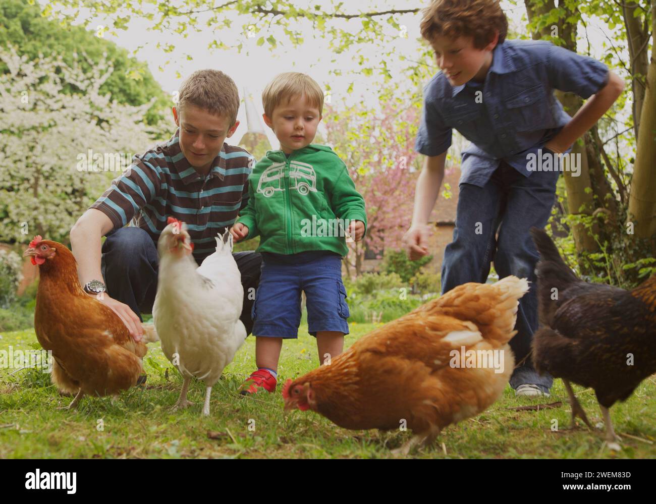 Children with chickens hi-res stock photography and images - Alamy