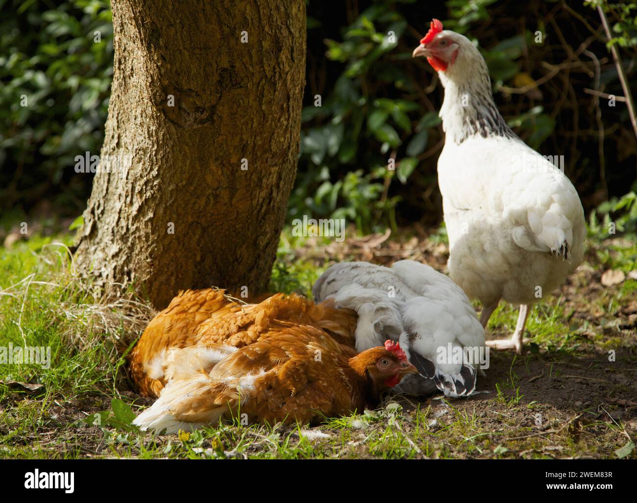 Dust bath hen hi-res stock photography and images - Alamy