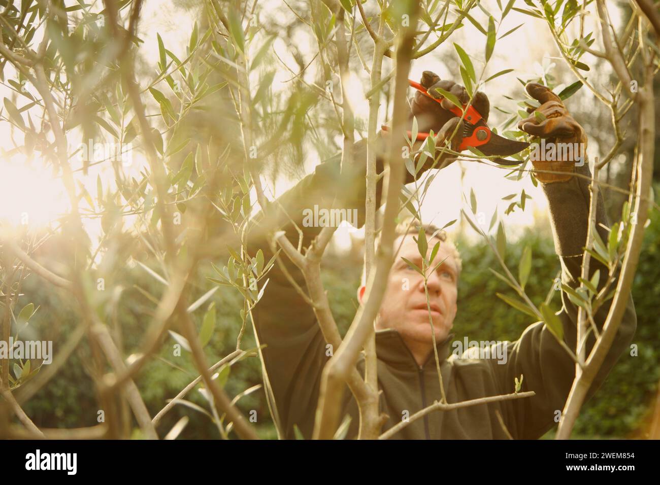 Middle aged man pruning garden hi-res stock photography and images - Alamy