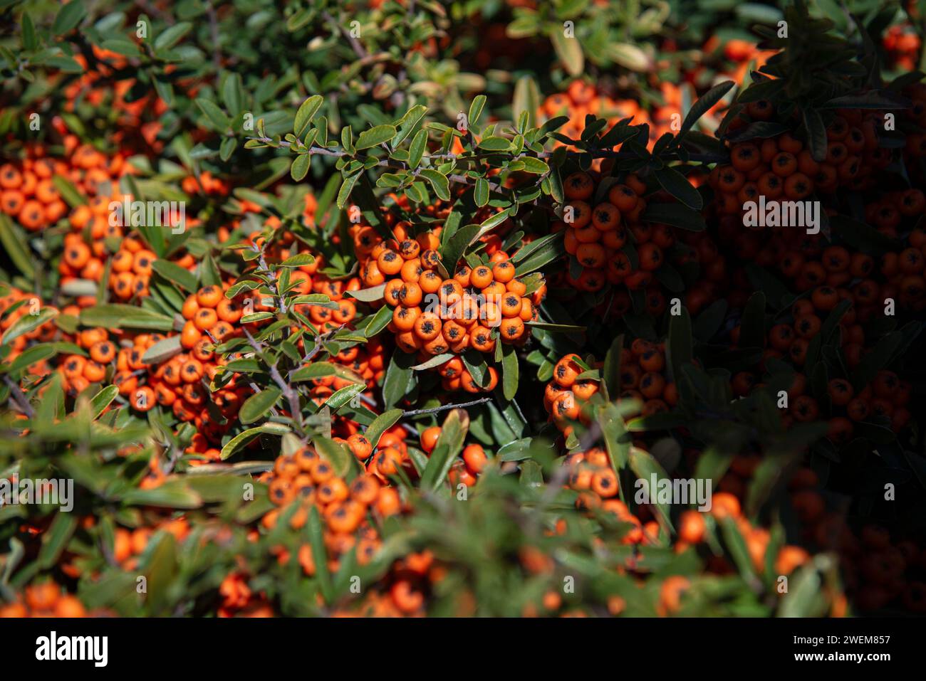 Wild shrub with yellow berries, sea buckthorn Stock Photo - Alamy