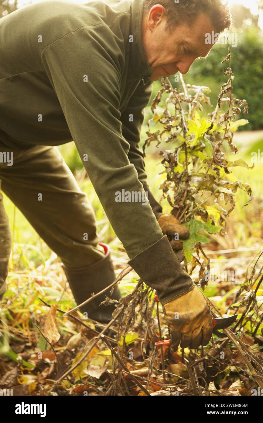 Removing weeds hi-res stock photography and images - Alamy