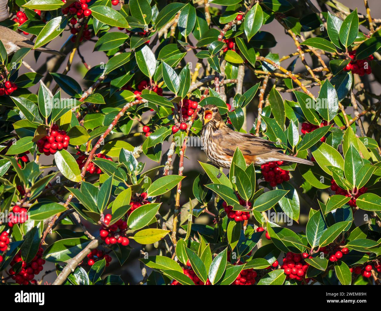 Redwing bird with red berry in bill beak hi-res stock photography and ...