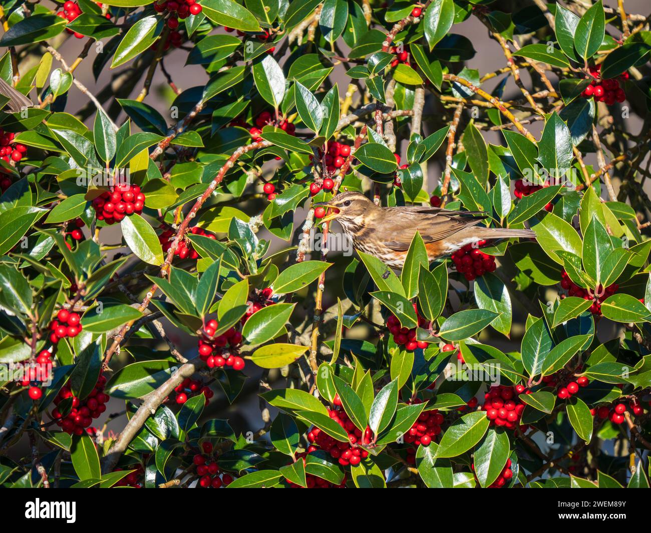 Redwing Bird feeding on Red Berries in a Holly Tree Stock Photo - Alamy