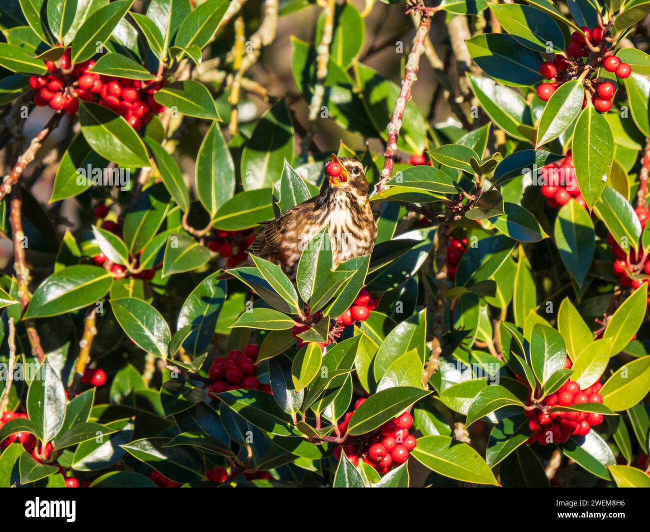 Redwing bird with red berry in bill beak hi-res stock photography and ...