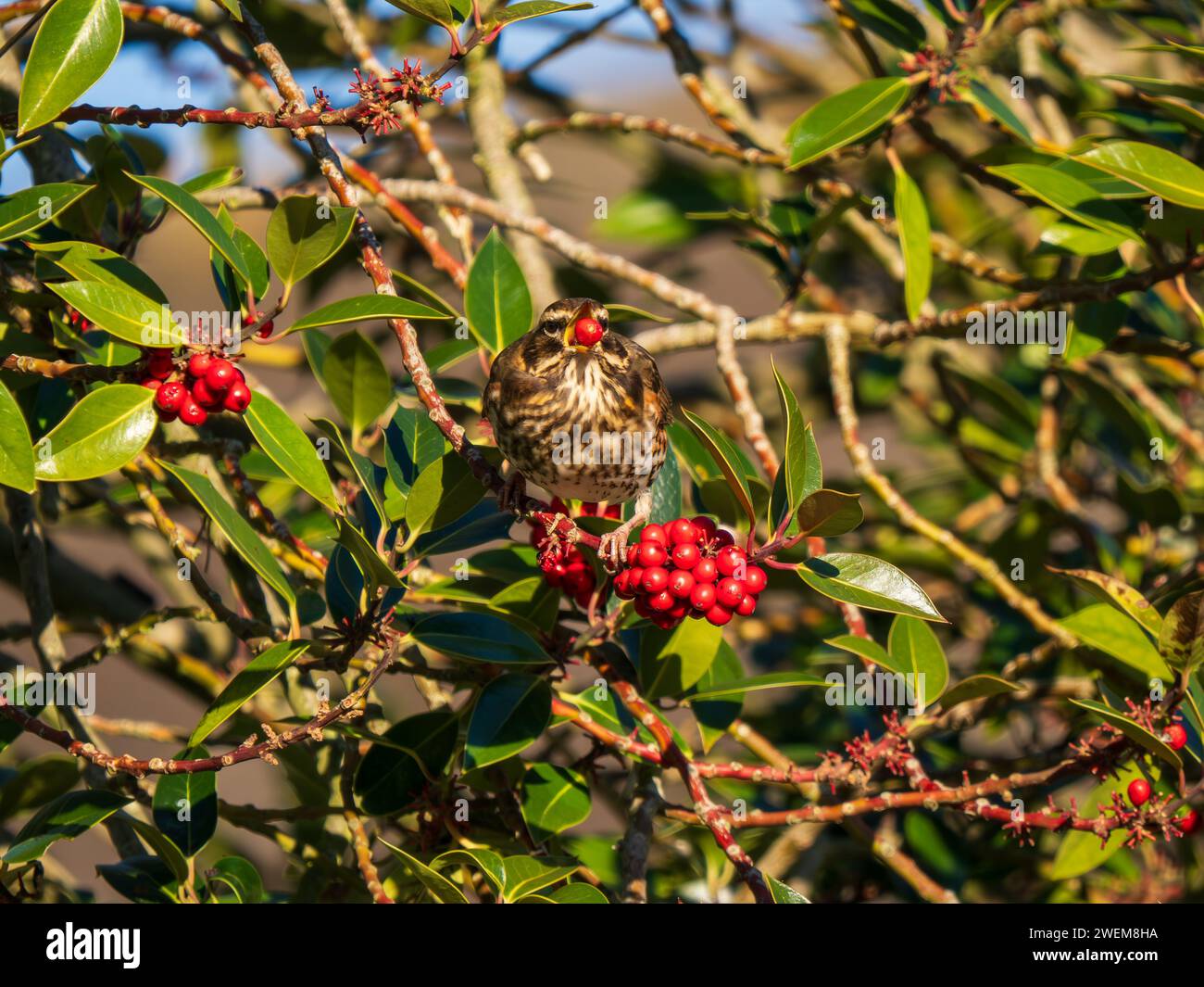 Redwing bird with red berry in bill beak hi-res stock photography and ...