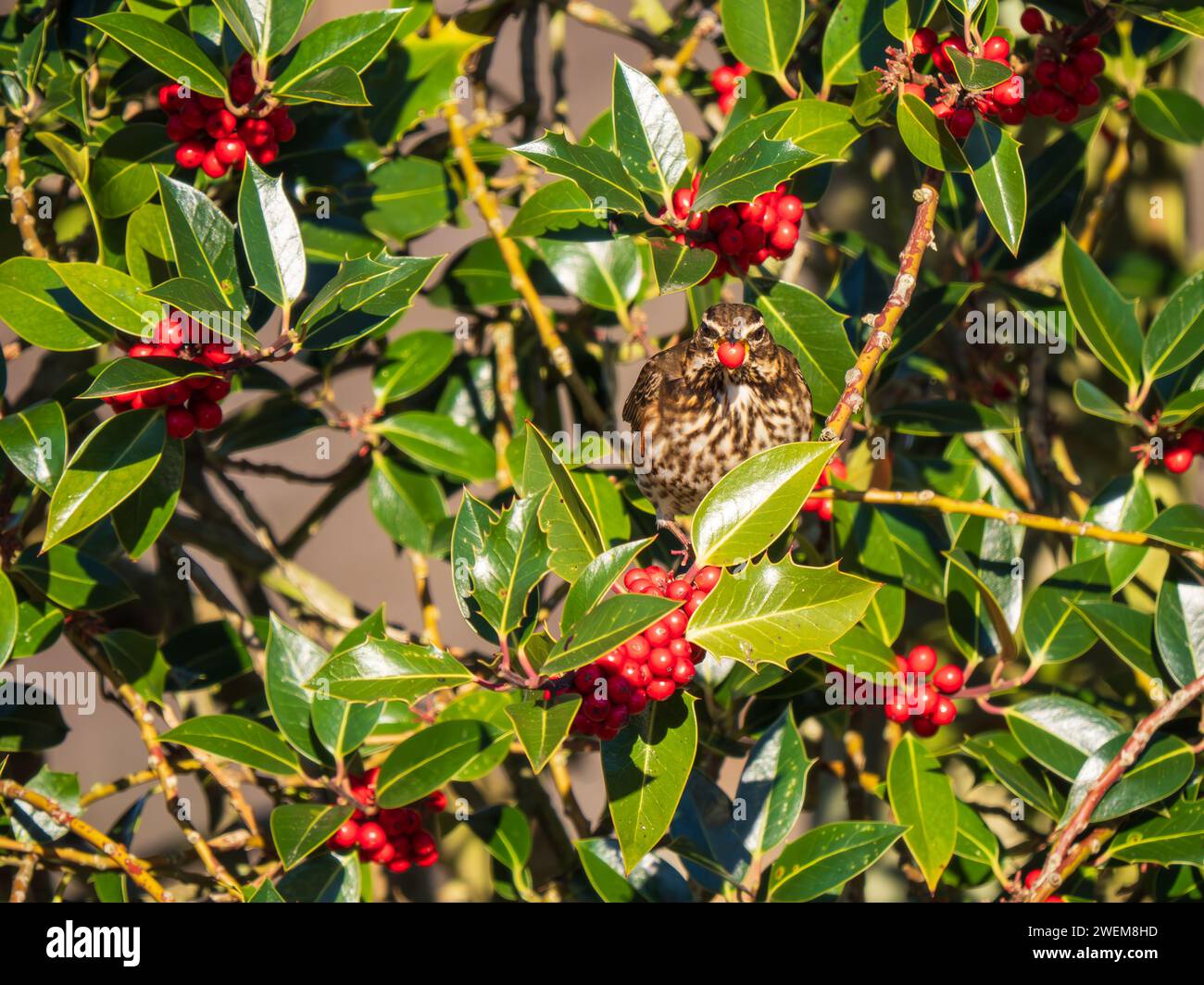 Redwing bird with red berry in bill beak hi-res stock photography and ...