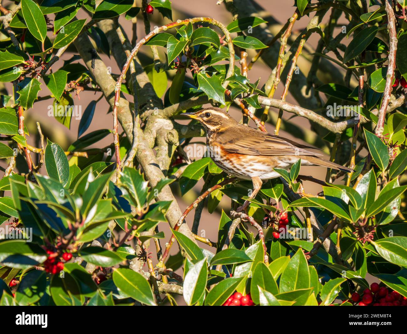 Redwing bird with red berry in bill beak hi-res stock photography and ...