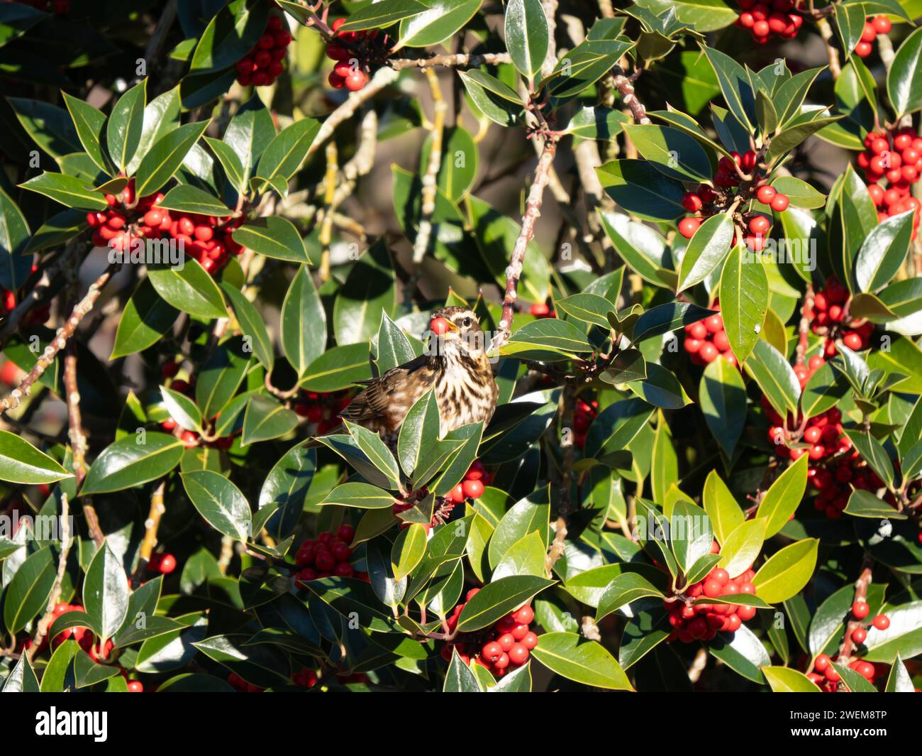 Redwing bird with red berry in bill beak hi-res stock photography and ...