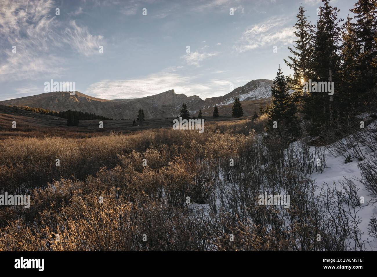 Willow landscape with The Sawtooth in the background, Colorado Stock ...
