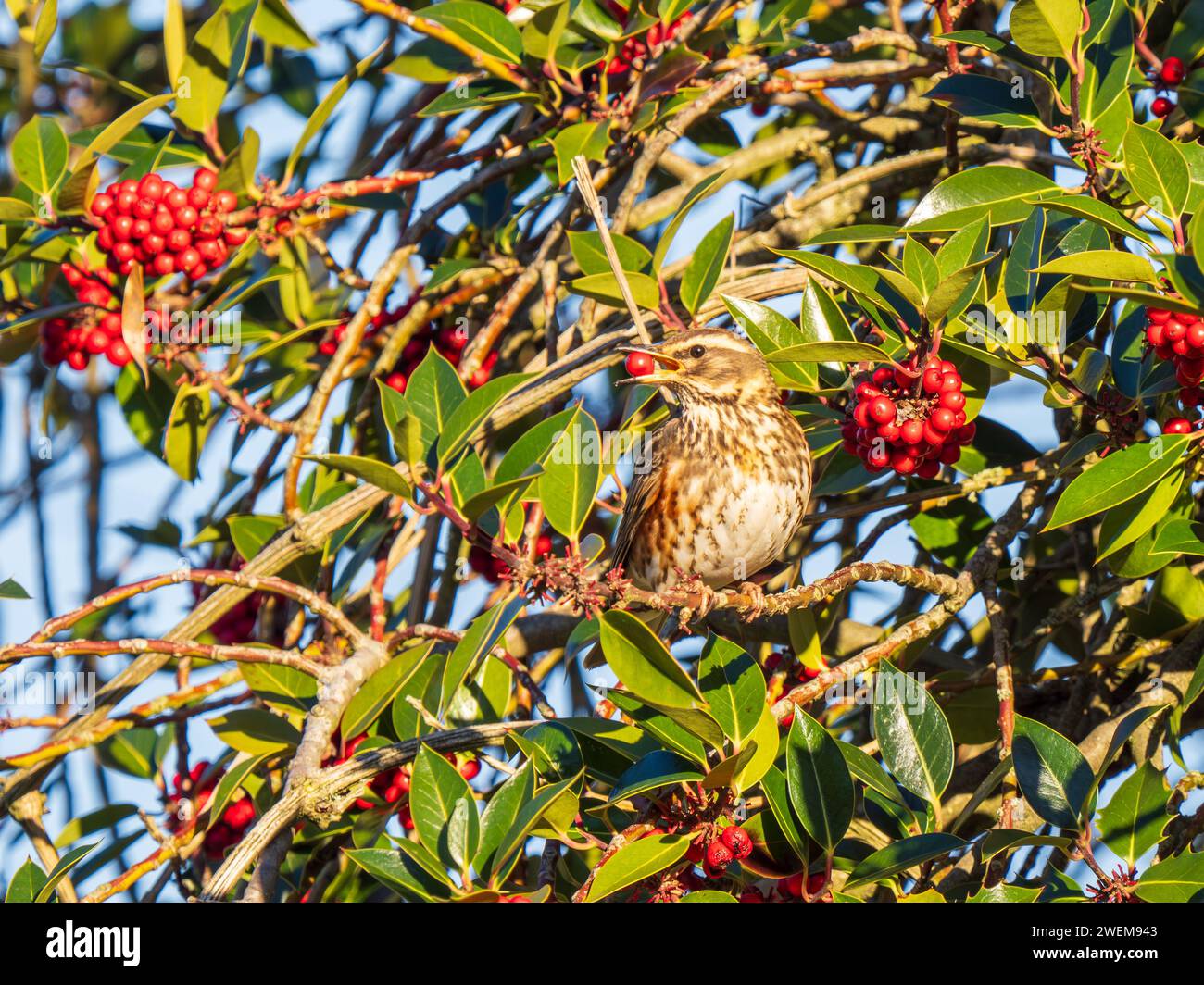 Redwing Bird feeding on Red Berries in a Holly Tree Stock Photo - Alamy