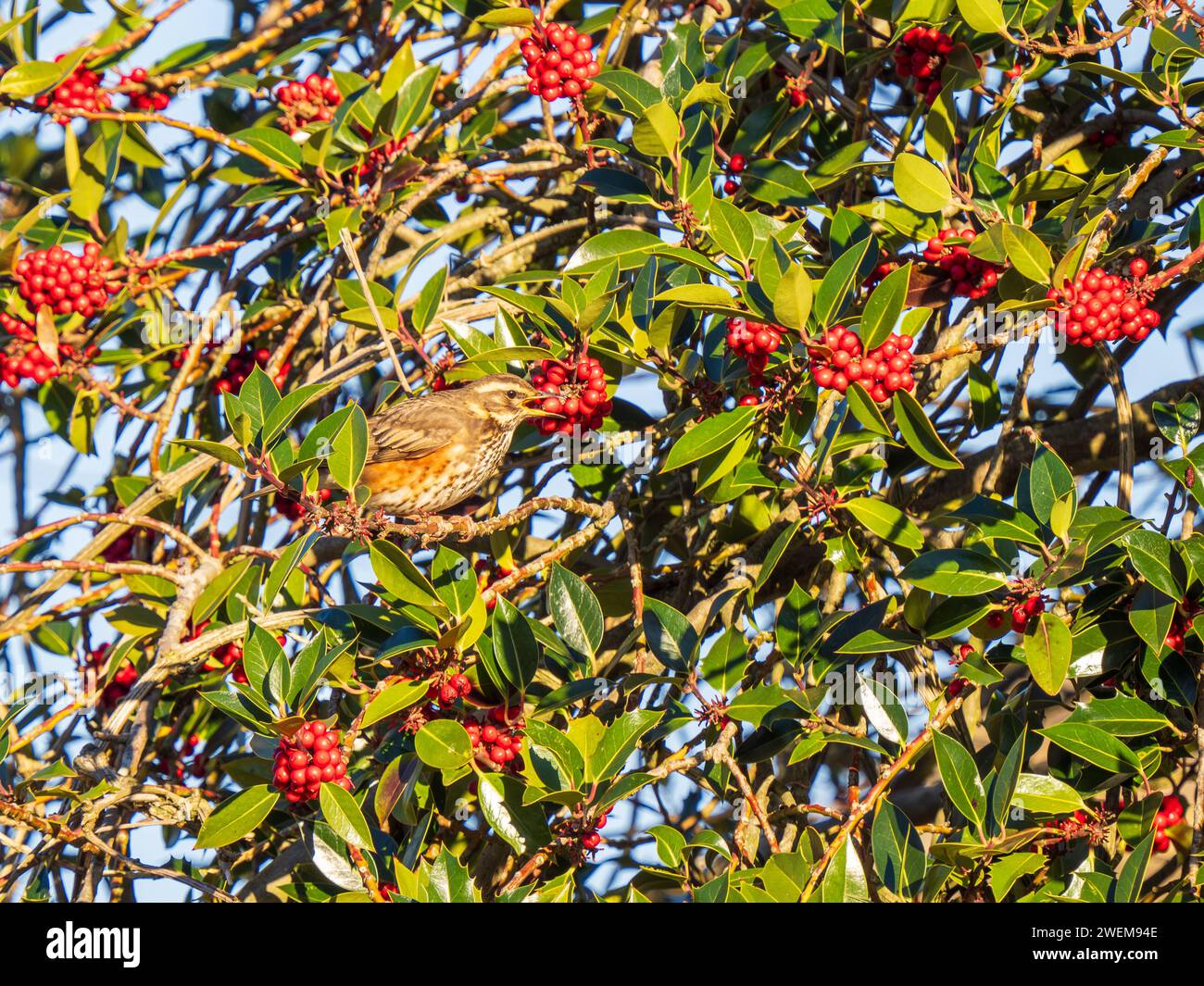 Redwing bird with red berry in bill beak hi-res stock photography and ...