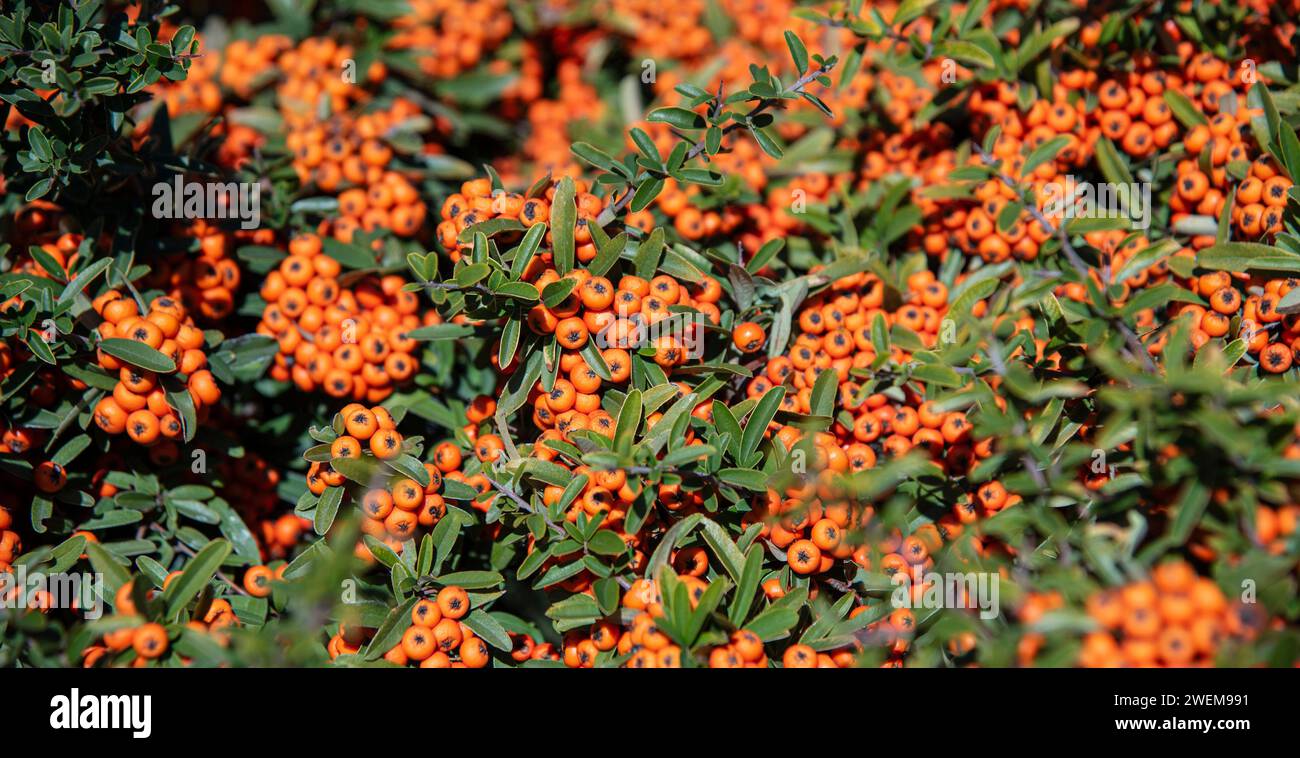 Sea buckthorn branch pattern hi-res stock photography and images - Alamy